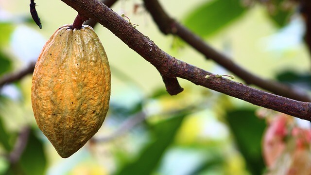 Como é produzido o cacau em pó - Essencial Ingredientes